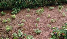 GRANULEX | Granulex, l'agrégat naturel : isolant, résistant, léger.